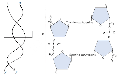 Biomolecules - Notes | Class 11 | Part 2: Bio-macromolecules