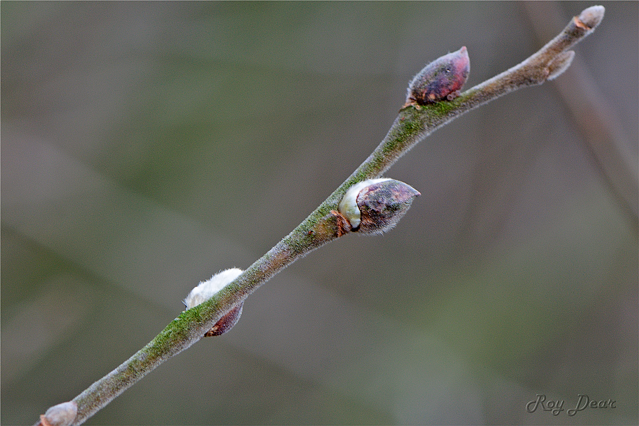 Foto's: Wilgenkatjes
