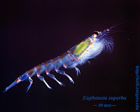 Krill ~ Aquatic Animals
