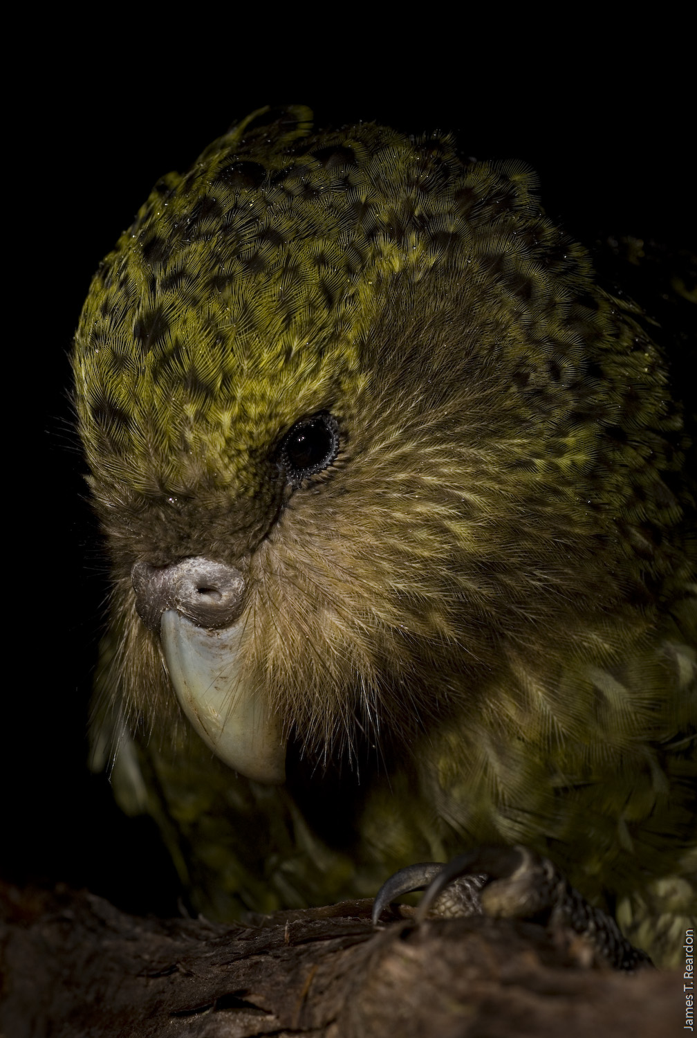 NZed and Sweet As: Ecology in New Zealand