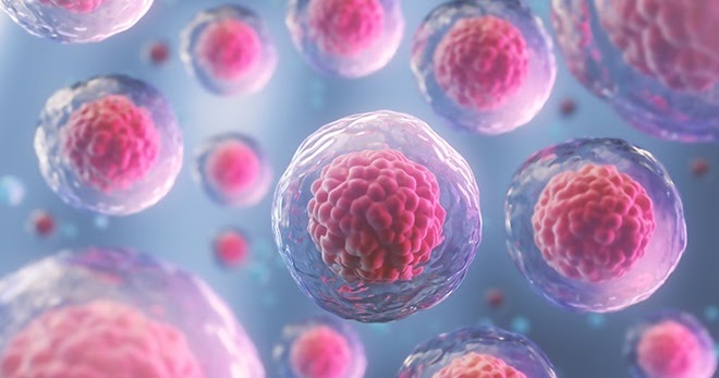 Biotecnologie: LE CELLULE STAMINALI