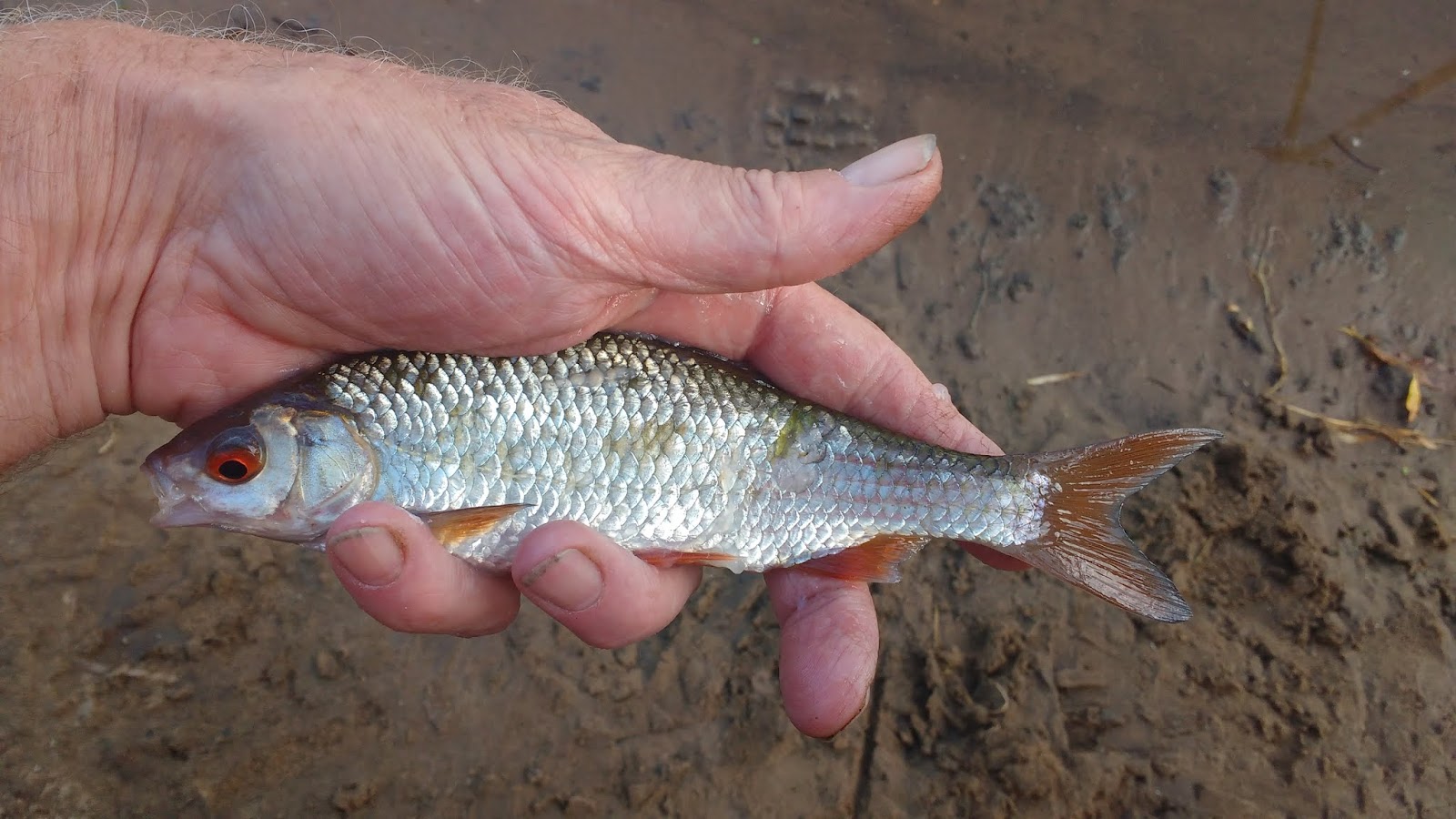 Jorvik Angler: Roach Slime Hybrids