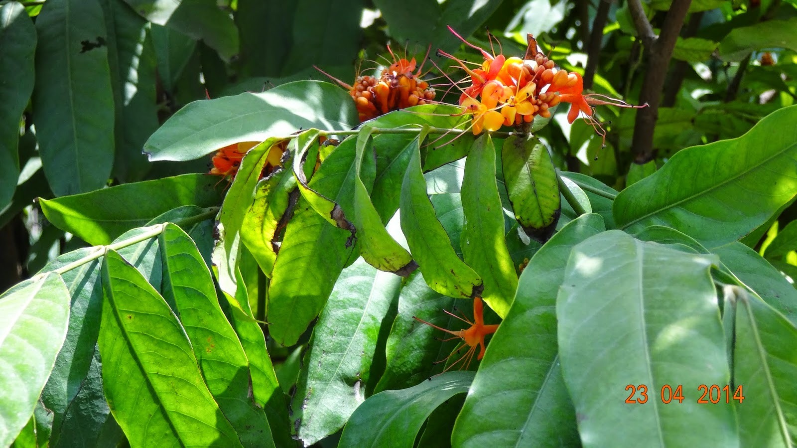 Plants of Lahore - Pakistan: Ashoka Tree- Showing colors now