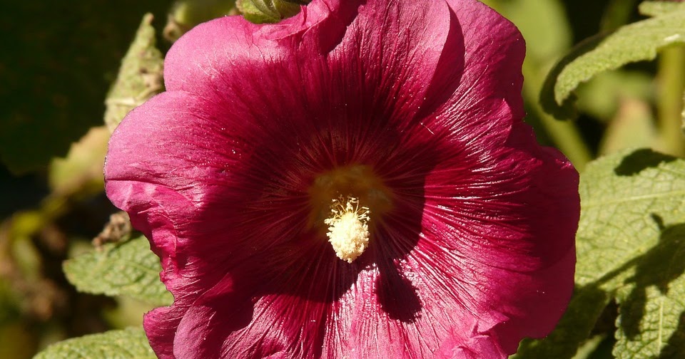 Entre plantas y macetas: Conoce los cuidados de la Althaea, Malva Real ...