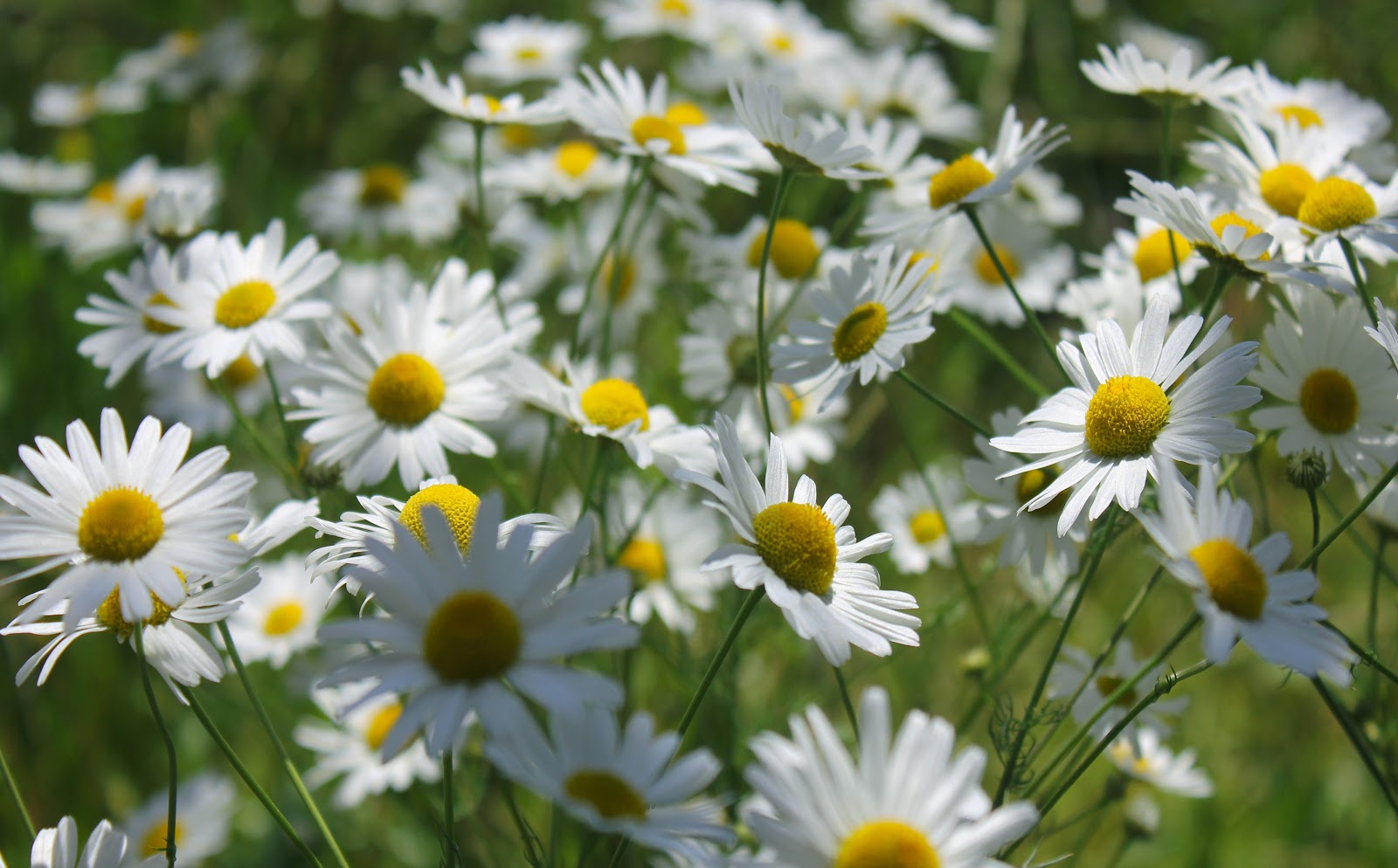 Travel & Adventures: Moscow, Russia, four seasons. The Nature of Moscow ...