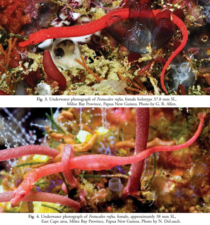 Species New to Science: [Ichthyology • 2015] Festucalex rufus • A New ...