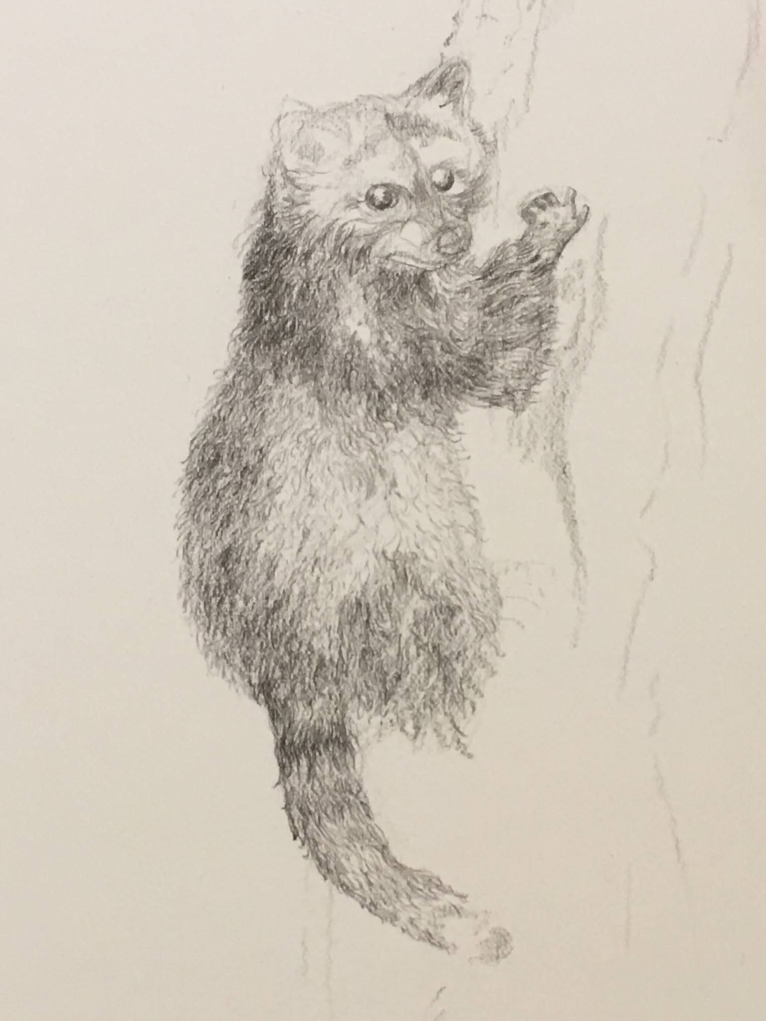 How to draw a raccoon kit in a million tiny steps...