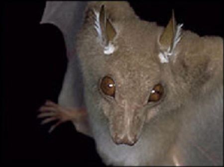 Bat evolution linked to warming