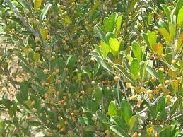 herbal remedies: Pokok Emas Cotek,Mas Cotek:Ficus Deltoidea