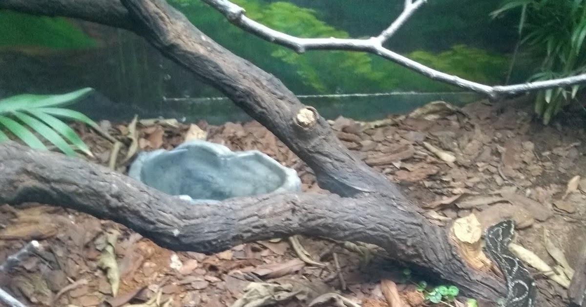 Zoológico Virtual do Koba: Cotiara