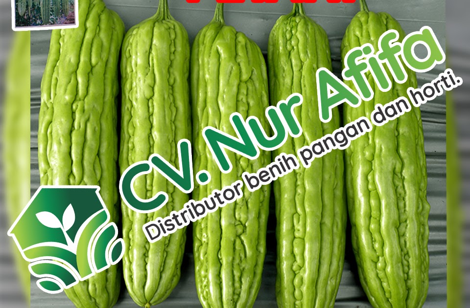 CARA BUDIDAYA PARE/PARIA YANG LENGKAP - Benih Nur Afifa