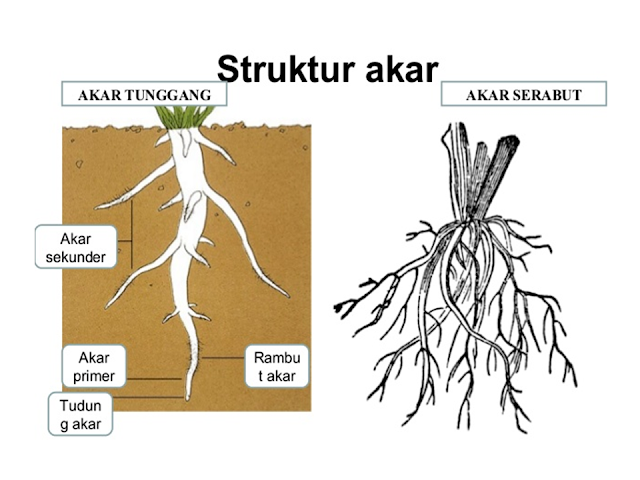 Slide Powerpoint "Struktur Akar" - MEMBUAT TUGAS SEKOLAH