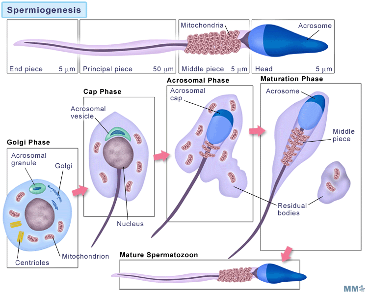 matarasakata: Spermatositogenesis, Spermiogenesis dan Spermiasi