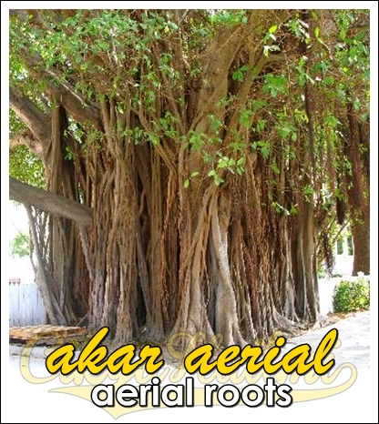 Sistem Sokongan Dalam Tumbuhan