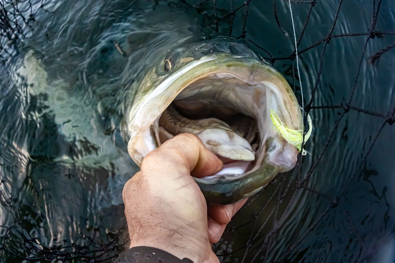 The Lady Grey Fly Fishing : Sand Eel Bite has been Good!