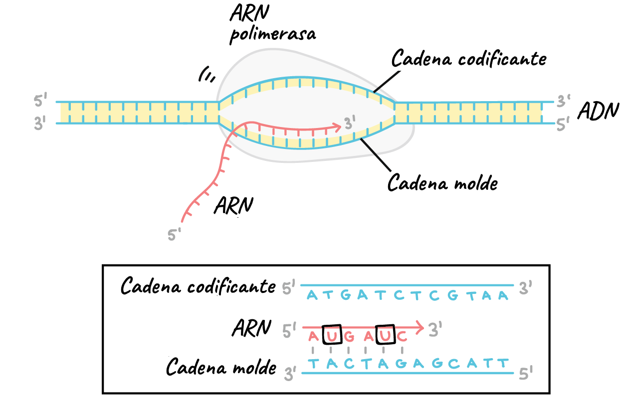 ADN Y ARN: INICIO DE LA TRANSCRIPCIÒN