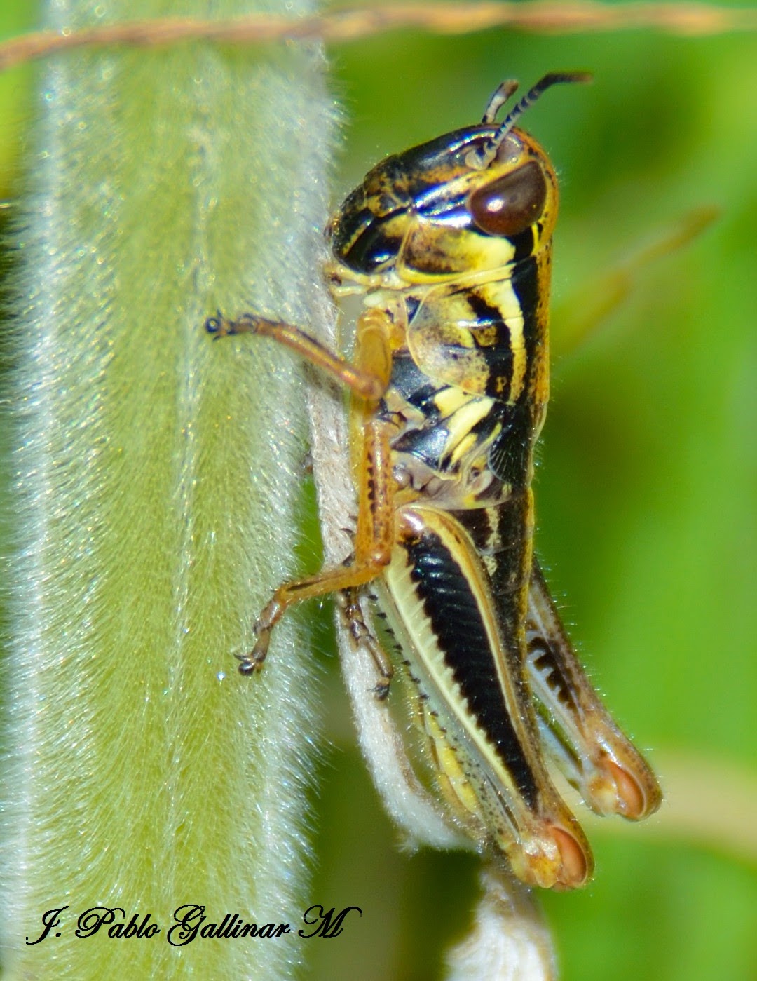 Fotocuates. . .: Grillo en primer plano ....