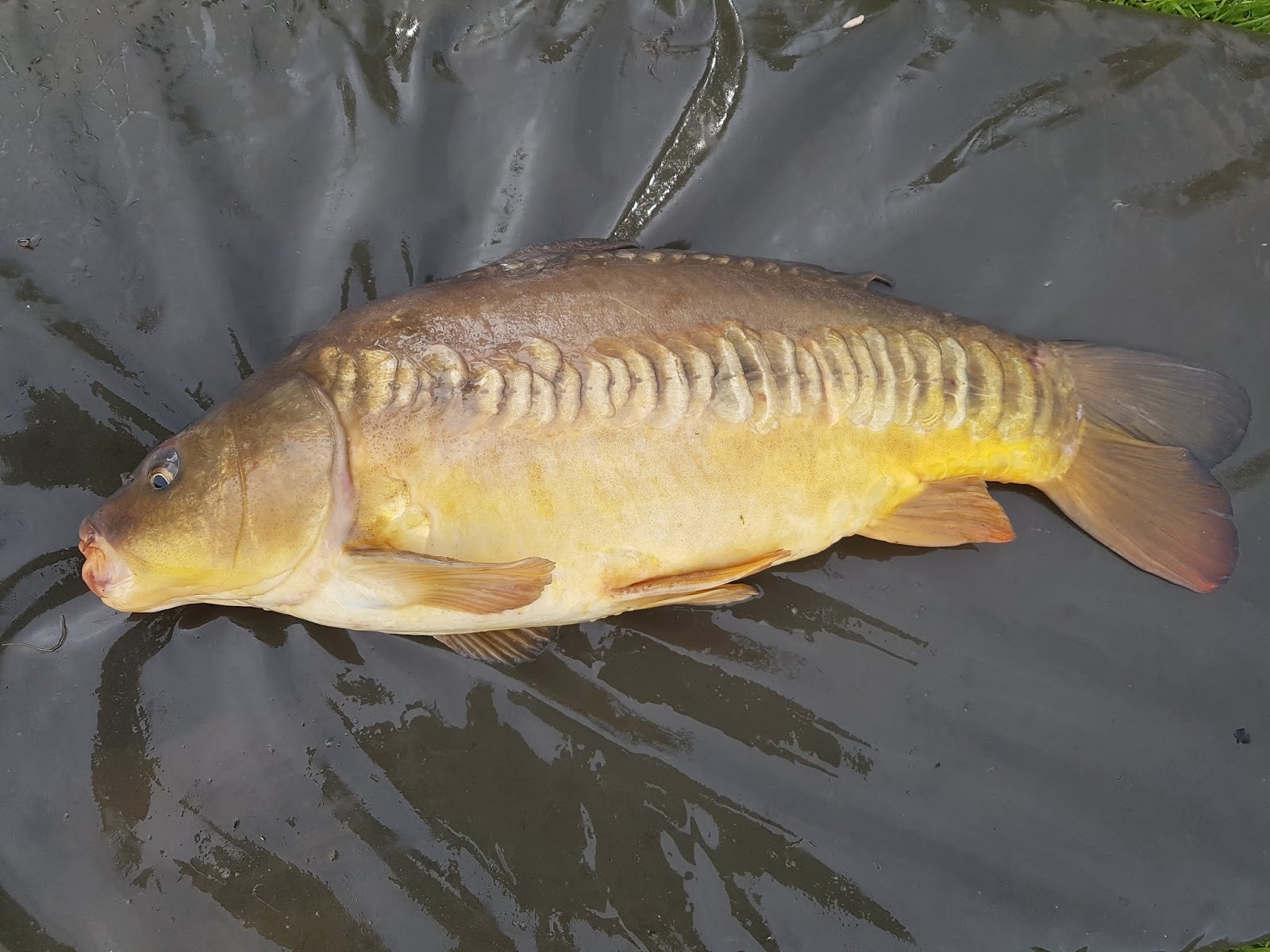 Carpfishing my way by Luis Rasmussen. Sveriges ledande och lärorikaste ...