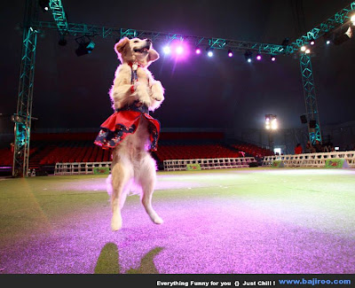 Funny dog dancing - Funny dancing. ~ Funny Pictures