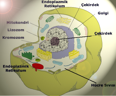 Biyoloji 9. Sınıf Hücrenin Yapısı: Hücrenin Yapısı