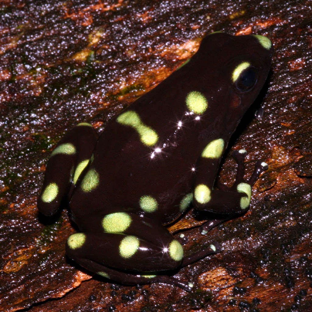 Dendroland: Dendrobates Auratus, sus morphos y variedades de color.