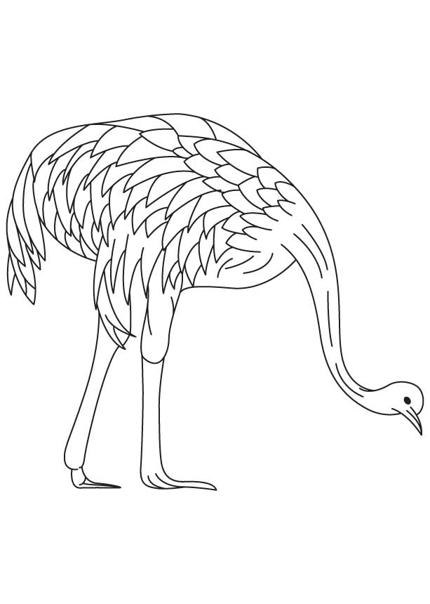 Kids Page: Emu Colouringpage 3 Coloring Pages