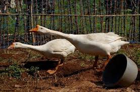 Nona Sweet Indonesian