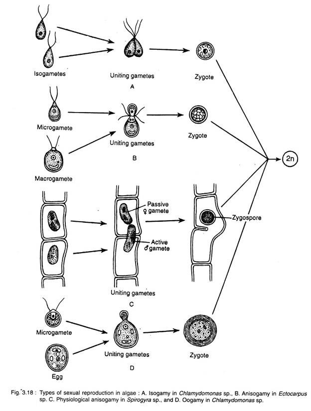 www.scienceexamtopic.com: Information of zygnema