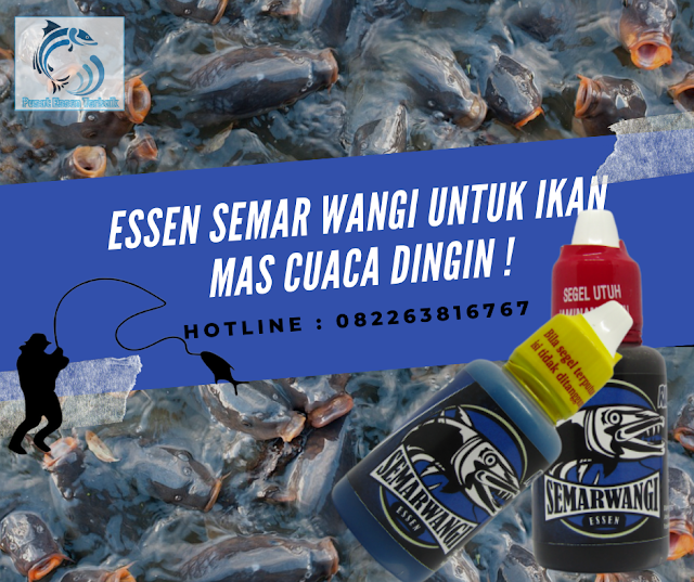 Essen Semar Wangi Untuk Ikan Mas Cuaca Dingin Paling JOSS! ~ Pusat ...
