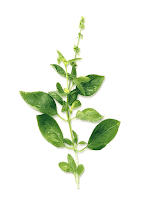 planète des plantes: BASILIC COMMUN