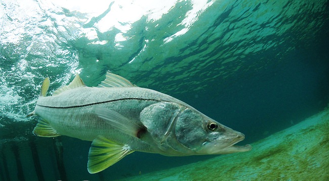 No Mar Profundo: Peixes Robalo Flecha