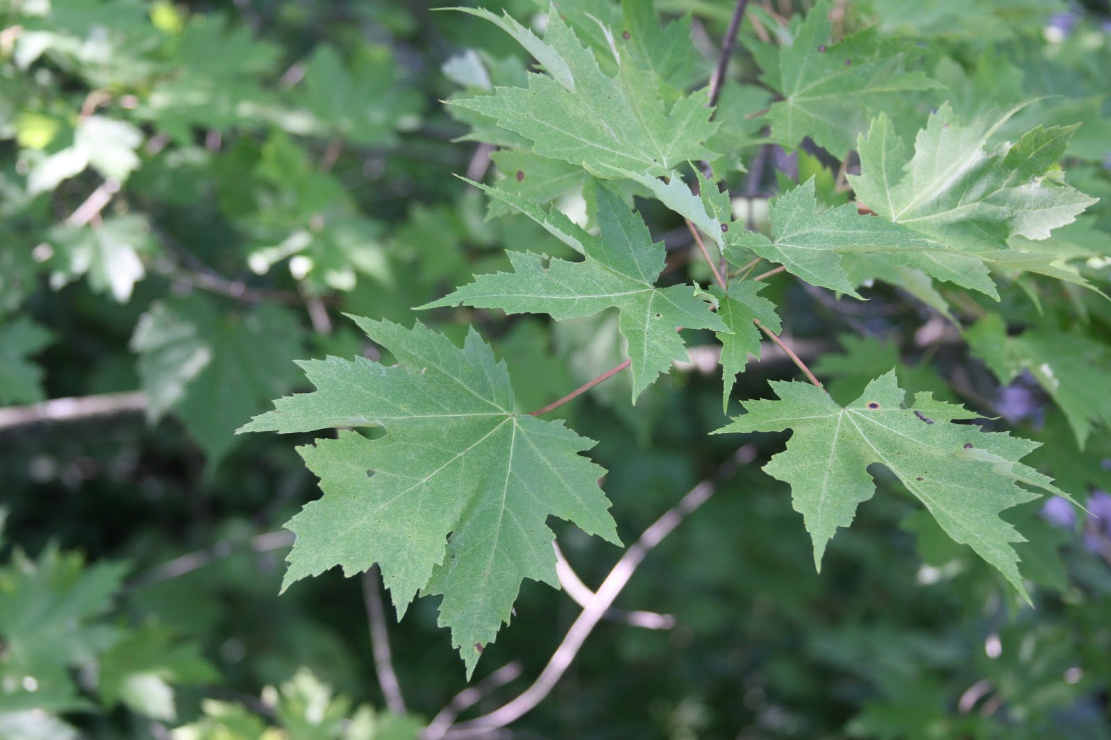 Isabella Conservation District Environmental Education Program: Mid ...
