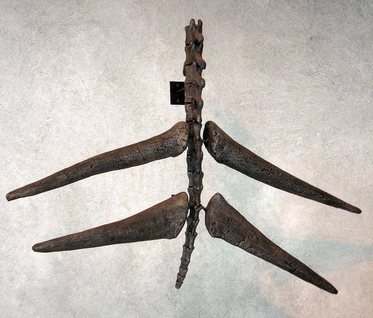 Calvin's Canadian Cave of Coolness: The Thagomizer