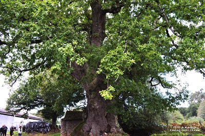Galicia - Desde mi punto de vista: Carballo de Portacal: árbol ...