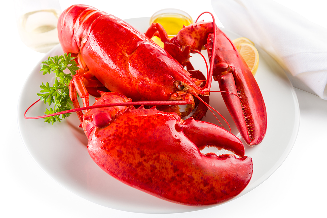 Indonesia Lobster Supplier, Lobster Farming, Live lobster supplier ...