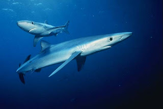 Animales Exoticos: Informacion del Cazón