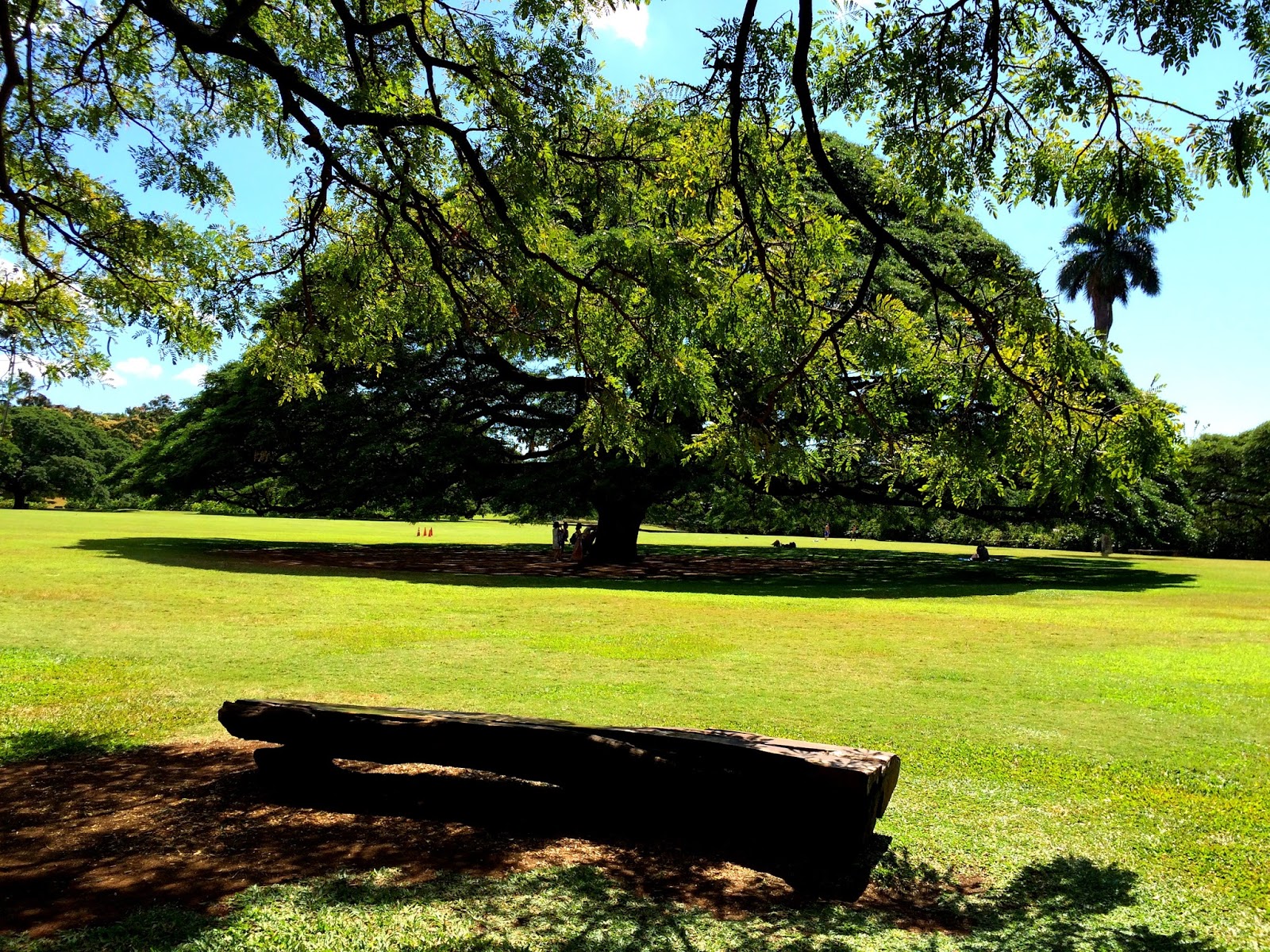Aloha from Hawaii: The Hitachi tree