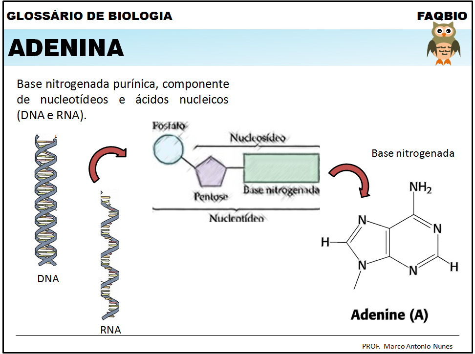 FAQBIO - Apoio ao Estudo de Biologia: GLOSSÁRIO DE BIOLOGIA: ADENINA