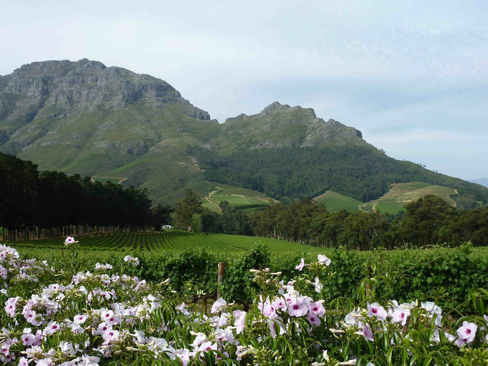 Murder is Everywhere: Constantia revisted