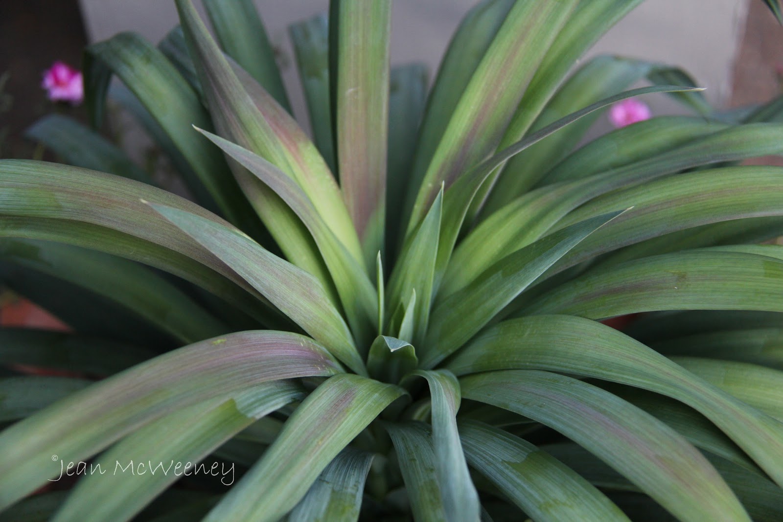 Dig, Grow, Compost, Blog: Garden Bloggers Bloom Day October