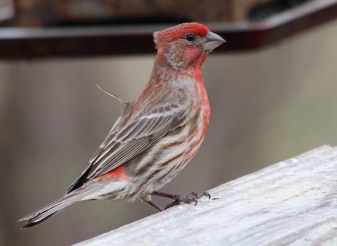 Sarah Lynn's Nature's Splendor: Photos: Redpoll, Finches, and Cats