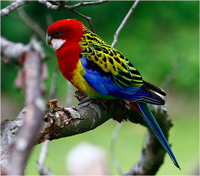 FOTO NATURA HUESCA 2: ROSELA ORIENTAL platycercus eximius George ...