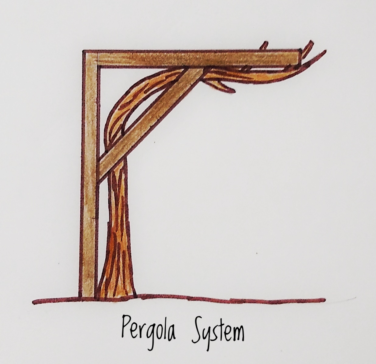 Vine Anatomy - Vine Training Systems.