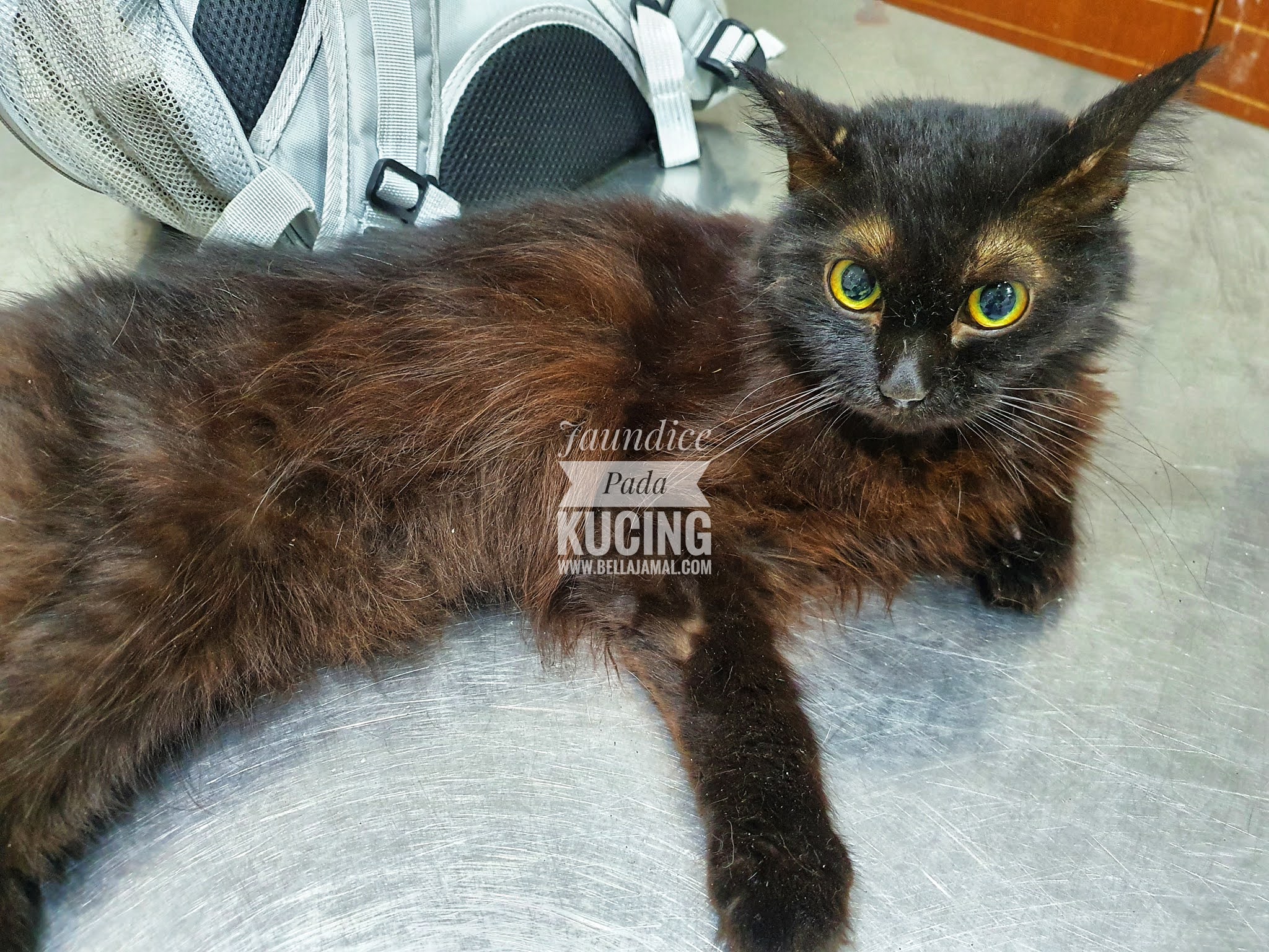 Jaundice Pada Kucing | Yaya Pergi Akibat Sakit Kuning