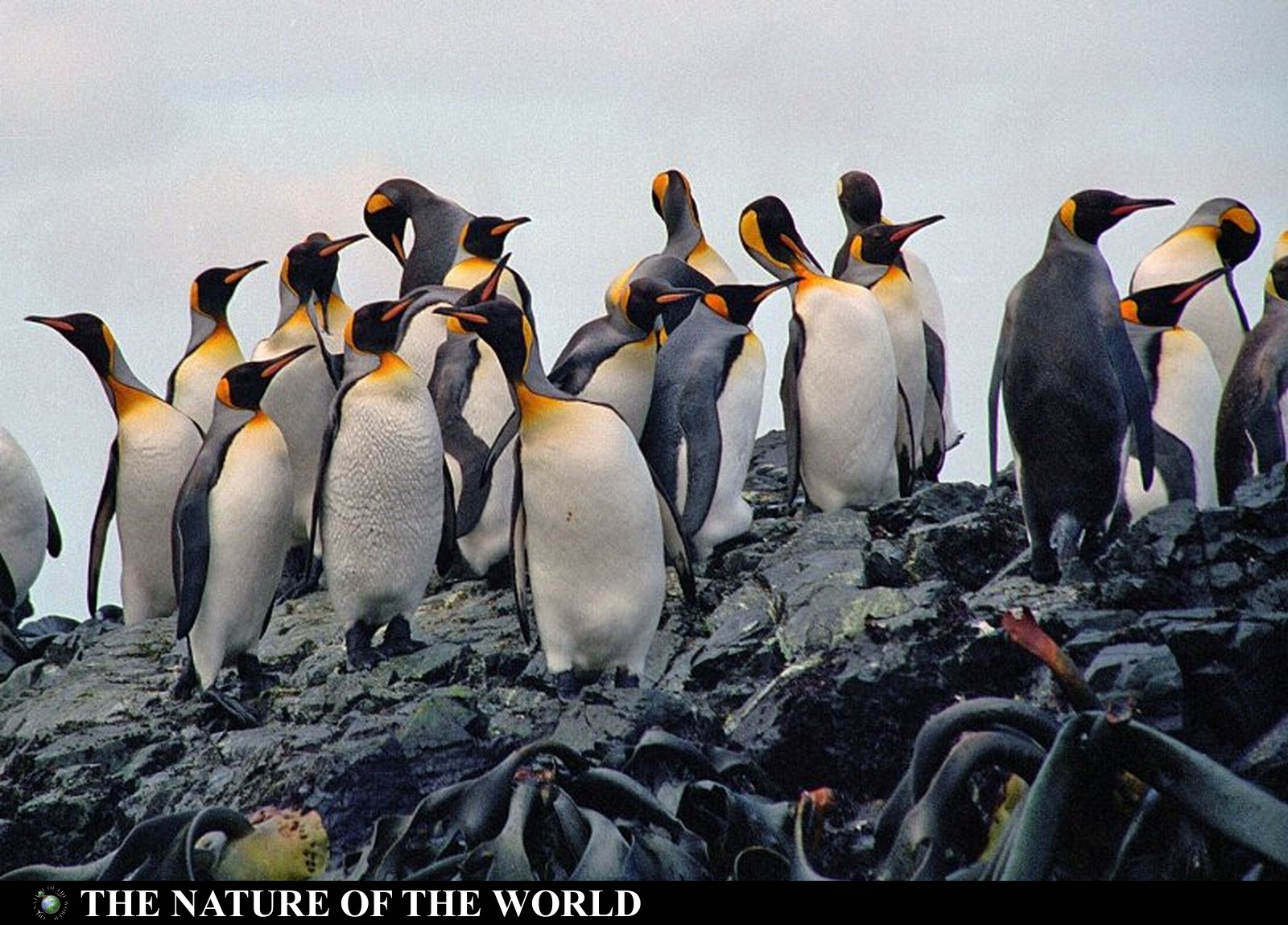 Penguin | THE NATURE OF THE WORLD