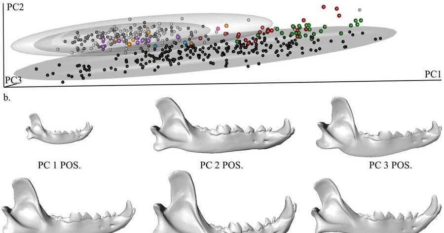 3-D analysis of dog fossils sheds light on domestication debate