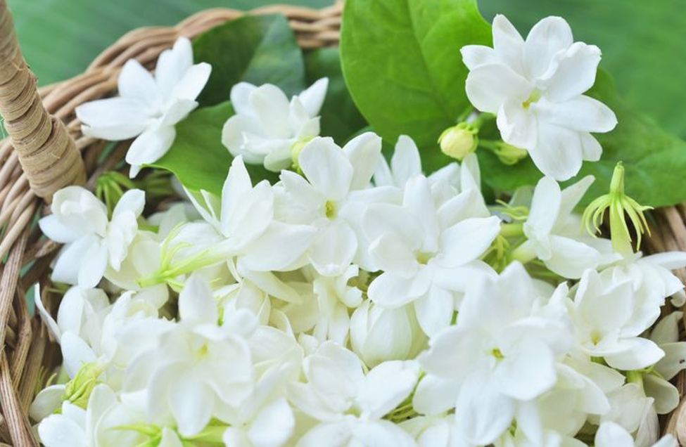 National Flower of Indonesia - Catatan Whisnu