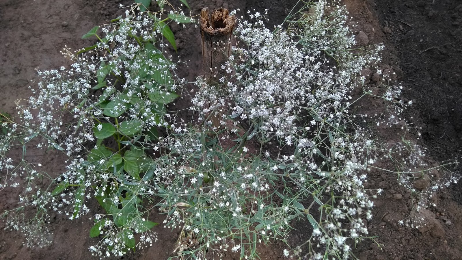 Terra e Sementes: Gipsofilas