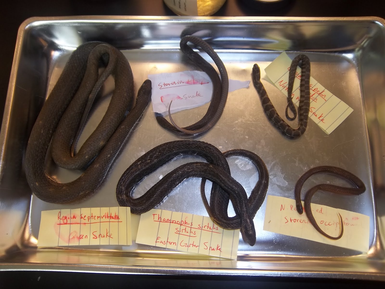 Biology of the Reptilia: Lab 6: Serpentes & Ophidia (Dan Paluh and Sean ...