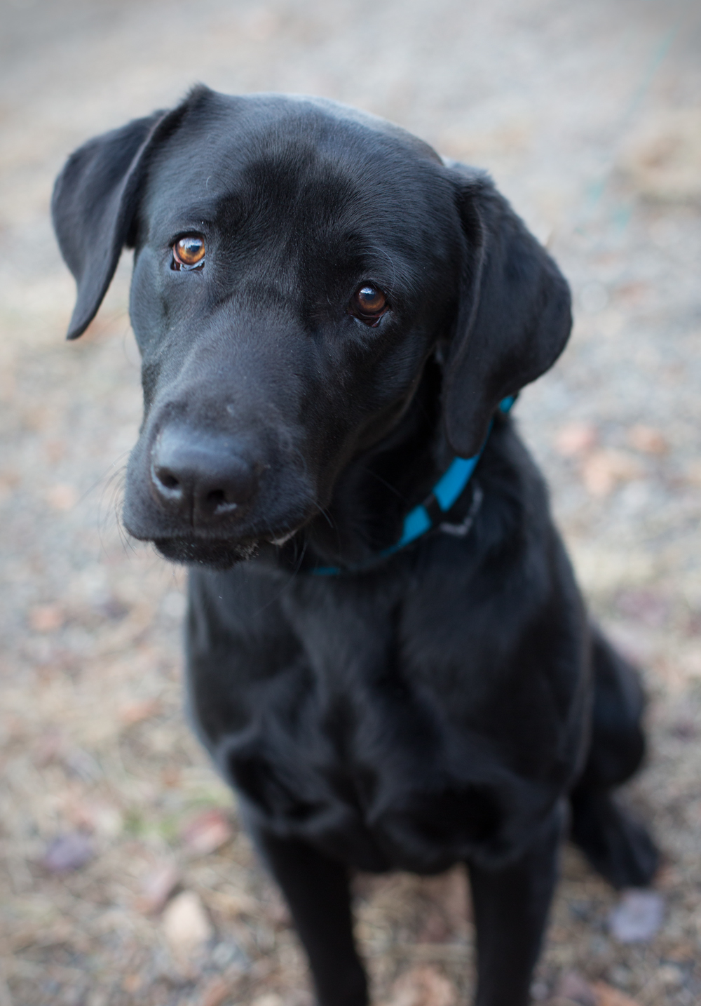Shelter Dogs of Portland: "NORRIS' goofy classic Black Lab